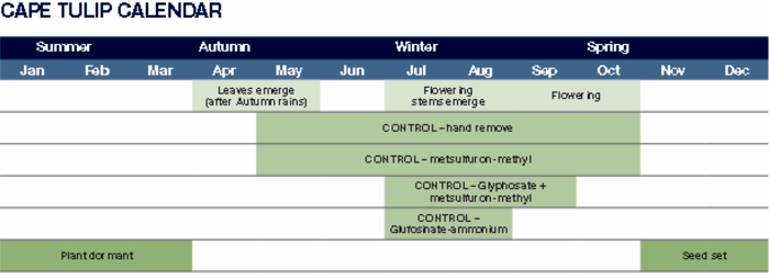 Cape tulip poisoning