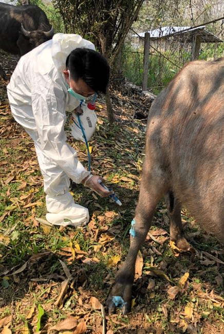 FMD in South-East Asia