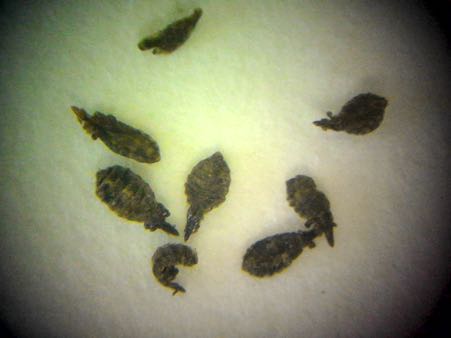 Lice infestation heifers