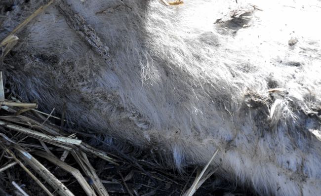 Singe marks lightning strike