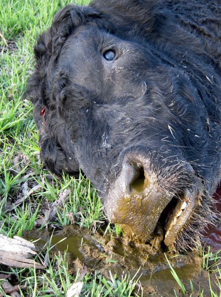 Sand impaction in Angus bulls
