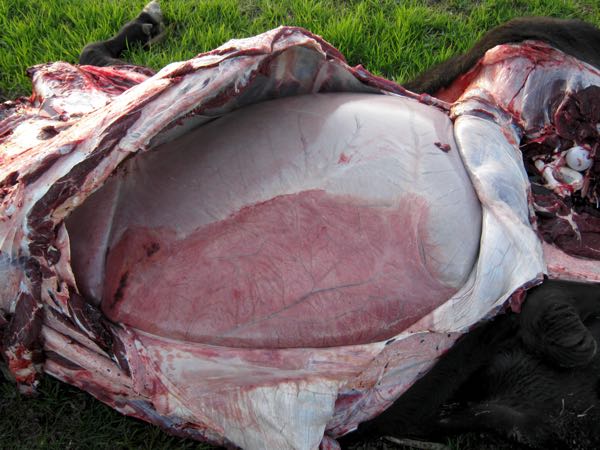 Sand impaction in Angus bulls