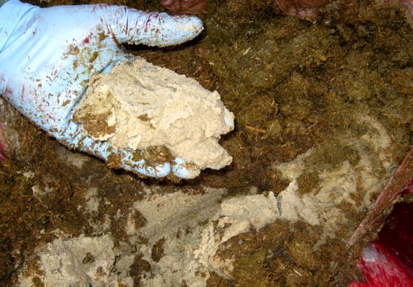 Sand impaction in Angus bulls