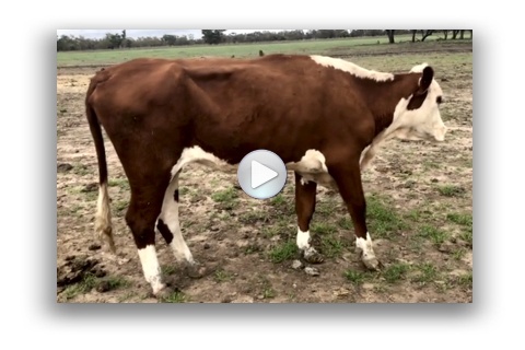 Bovine ephemeral fever