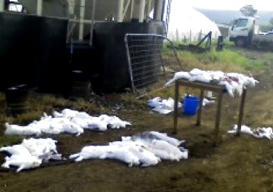 Calicivirus farmed rabbits