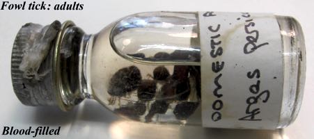 Backyard poultry parasites