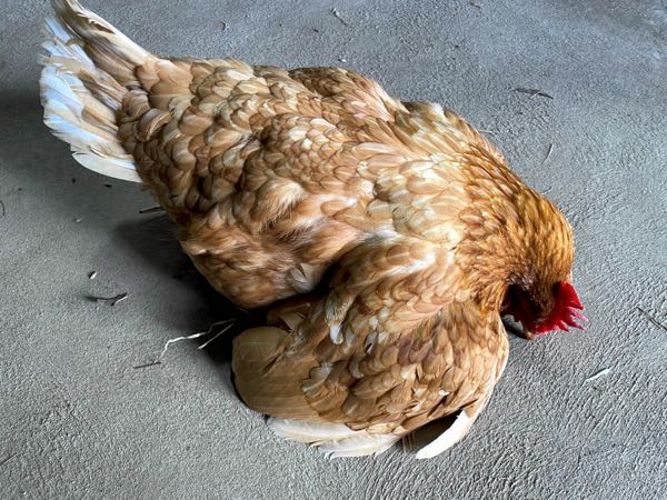 Egg-associated peritonitis