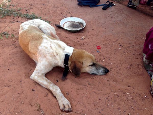 Rabies preparedness Northern Australia