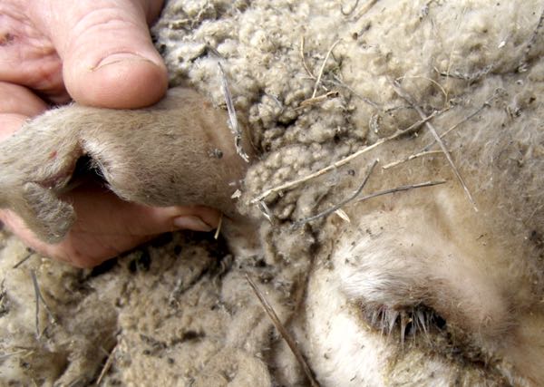 Photosensitisation Riverina