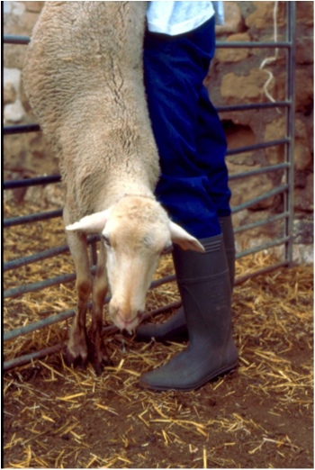 Respiratory tract diseases