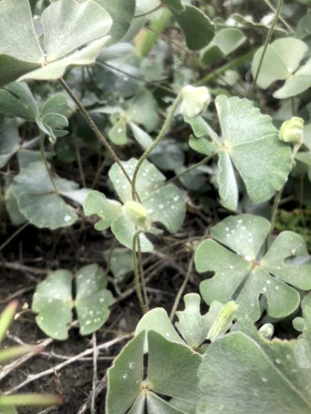 Nardoo polioencephalomalacia