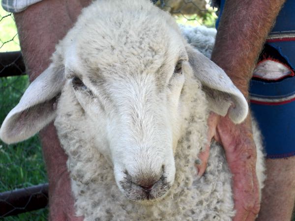 Plant poisonings sheep